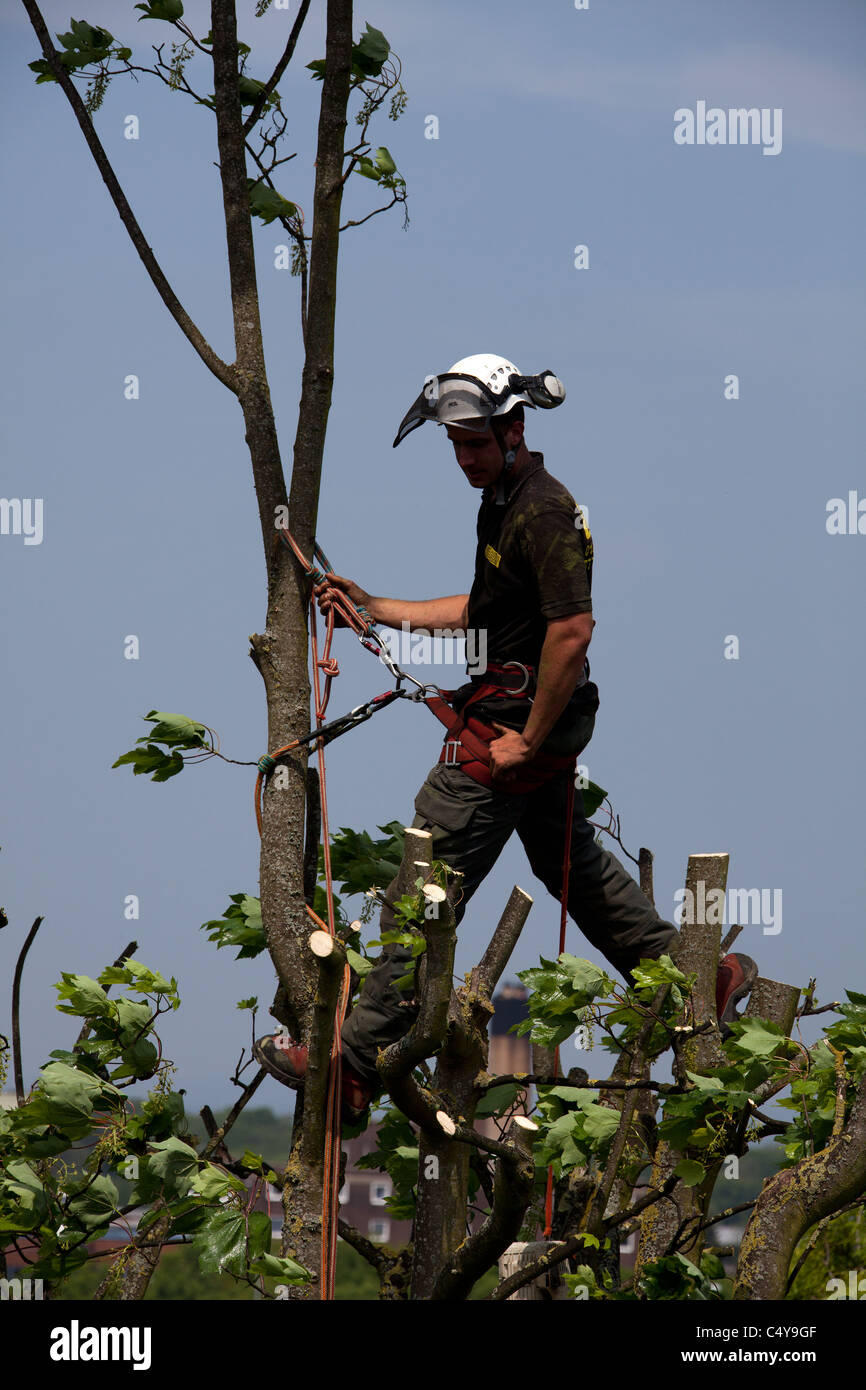 Tree surgery hi-res stock photography and images - Alamy
