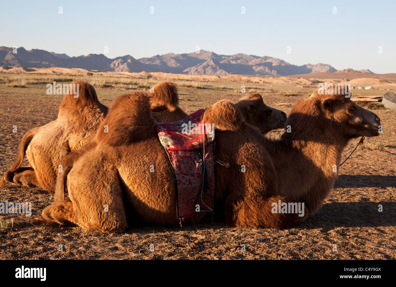 Two Humped Bactrian Camel - Camelus Bactrianus - in the Central ...
