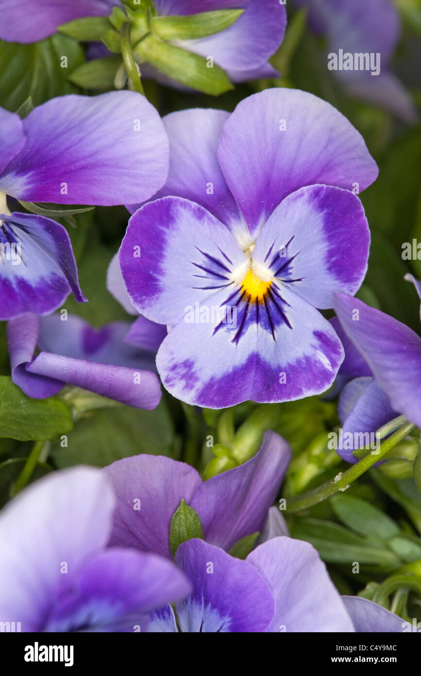 Pansy hi-res stock photography and images - Alamy