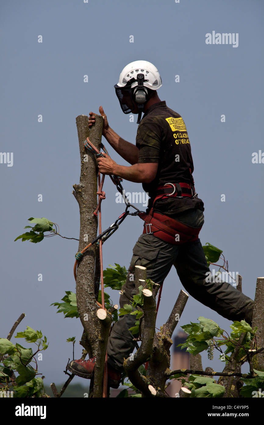 Tree surgery hi-res stock photography and images - Alamy