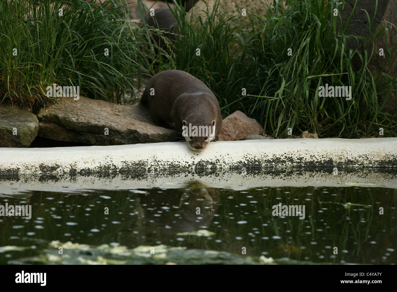 An otter looking into a pool, it's face reflecting in the water Stock ...