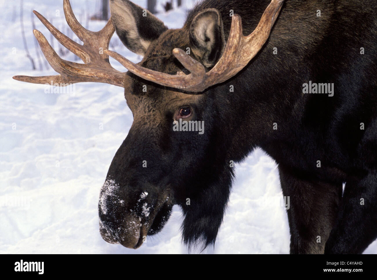 Dewlap animals hi-res stock photography and images - Alamy