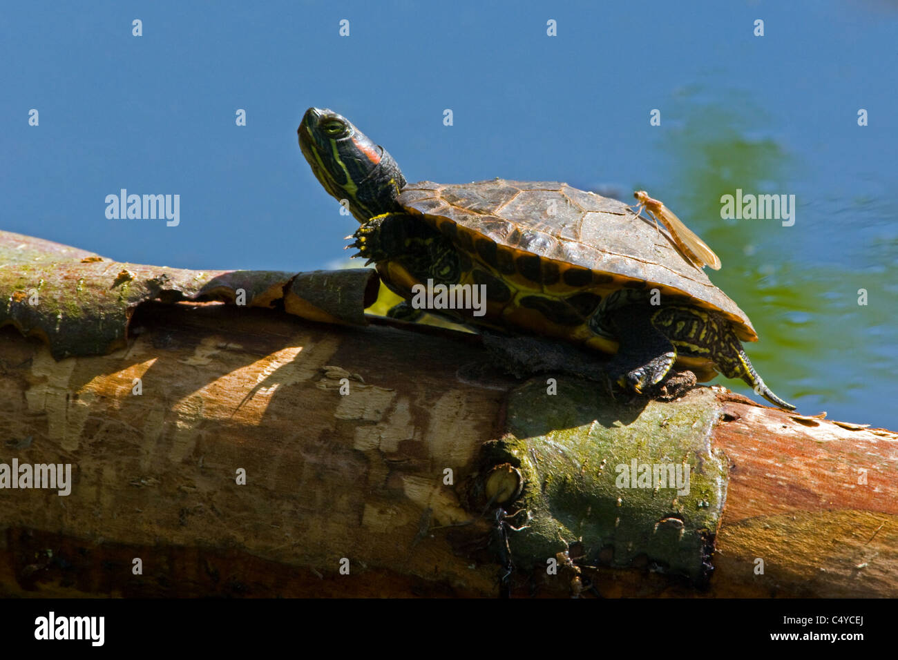 A turtle on a log with an insect hitch-hiker Stock Photo - Alamy