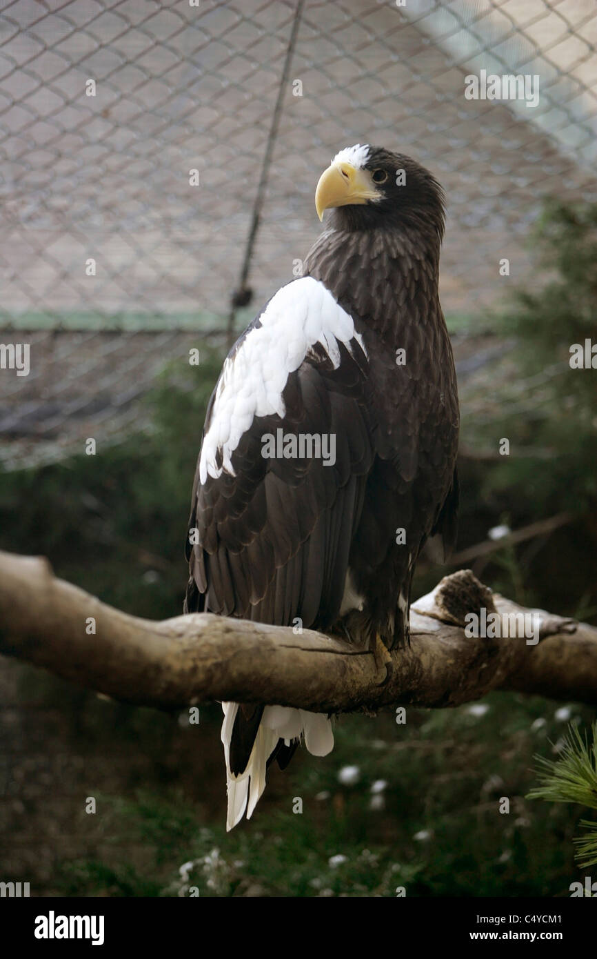 Stellar's sea eagle sitting perched on a branch from the order ...