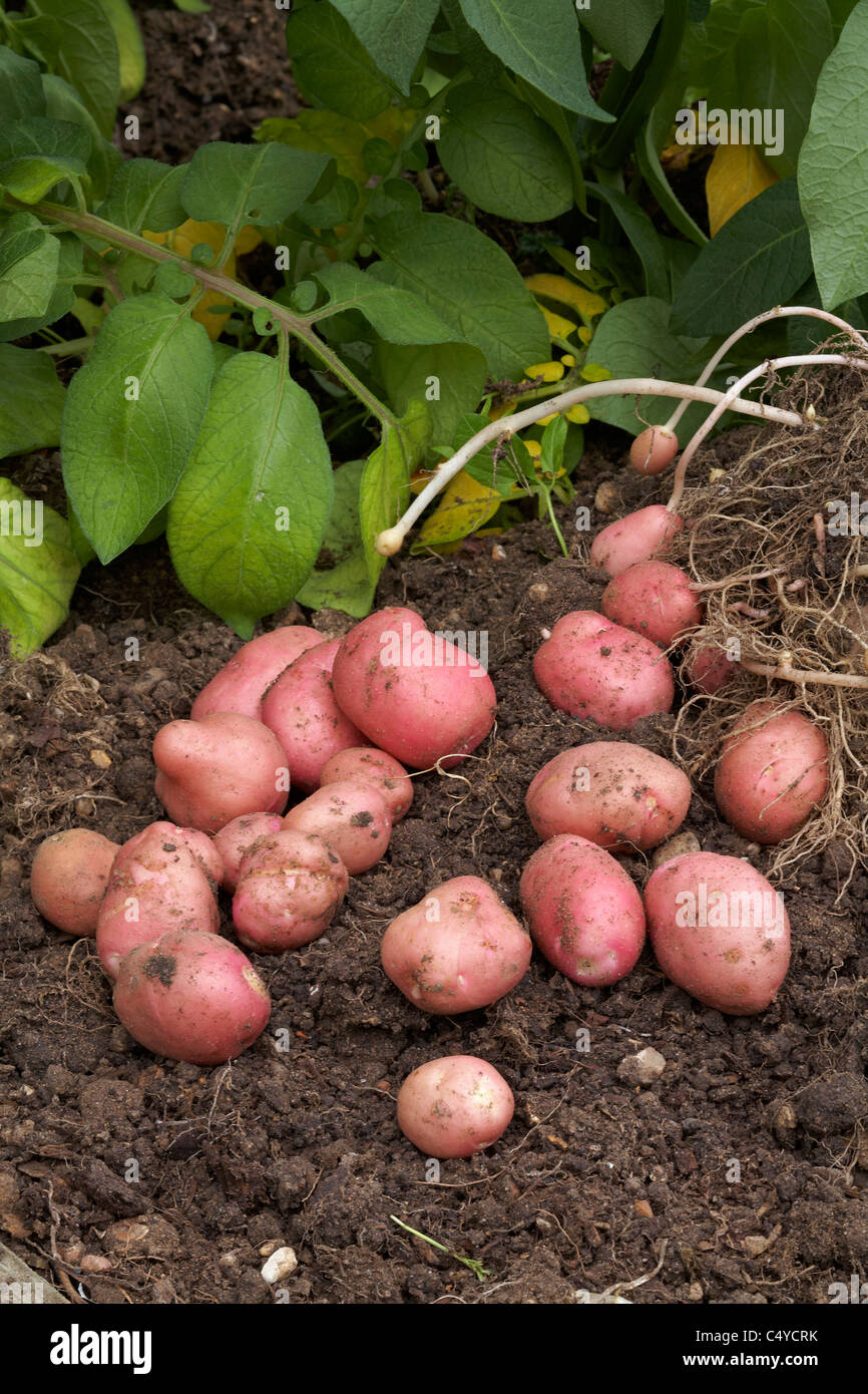 Desiree potatoes hi-res stock photography and images - Alamy