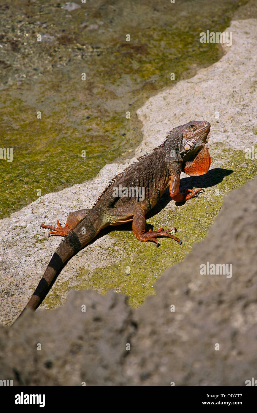 Iguana De Mona Puerto Rico