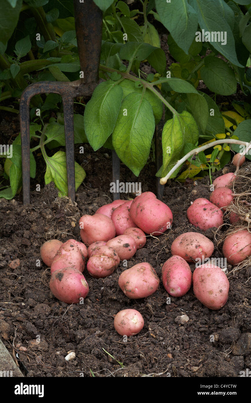 Desiree Potato High Resolution Stock Photography and Images - Alamy