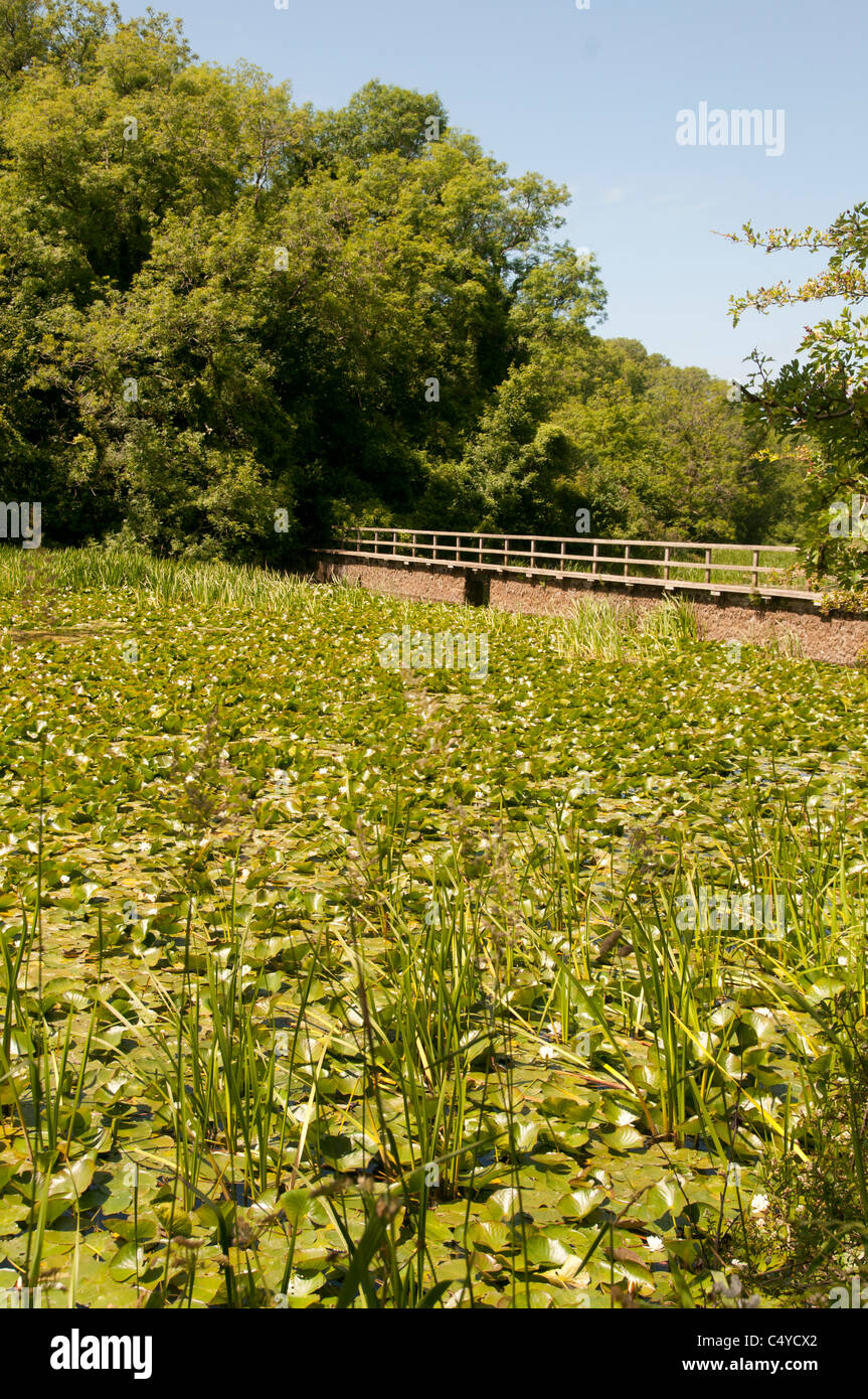 walking bridge stone and wood built Llynnoedd Bosherton Lakes ...