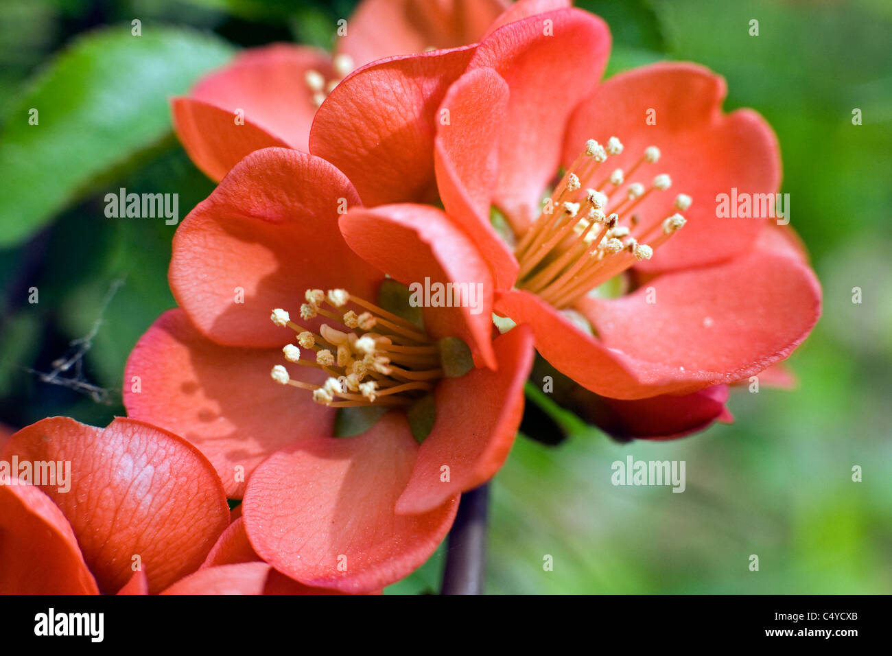 Maules quince hi-res stock photography and images - Alamy