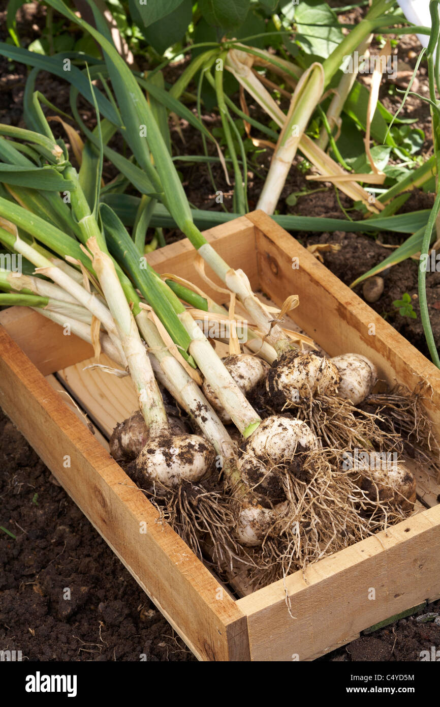 Newly Lifted Garlic (Marco) in wooden box Stock Photo - Alamy