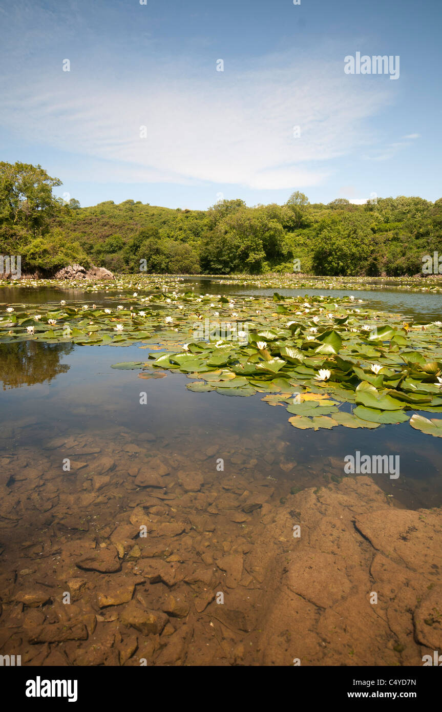 Llynnoedd Bosherton Lakes Pembrokeshire Wales UK water lilies in the ...