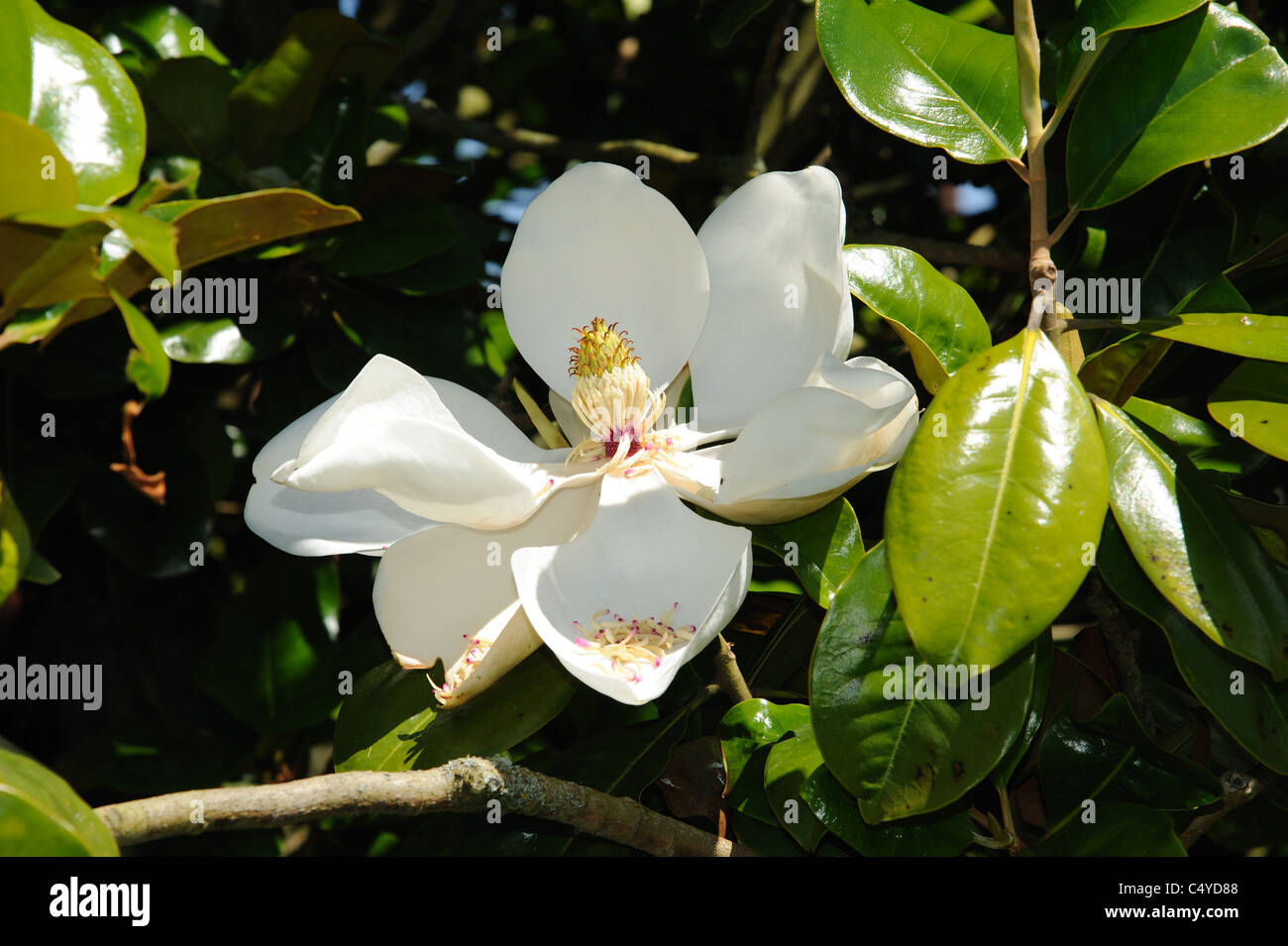 Magnolia grandiflora goliath hi-res stock photography and images - Alamy