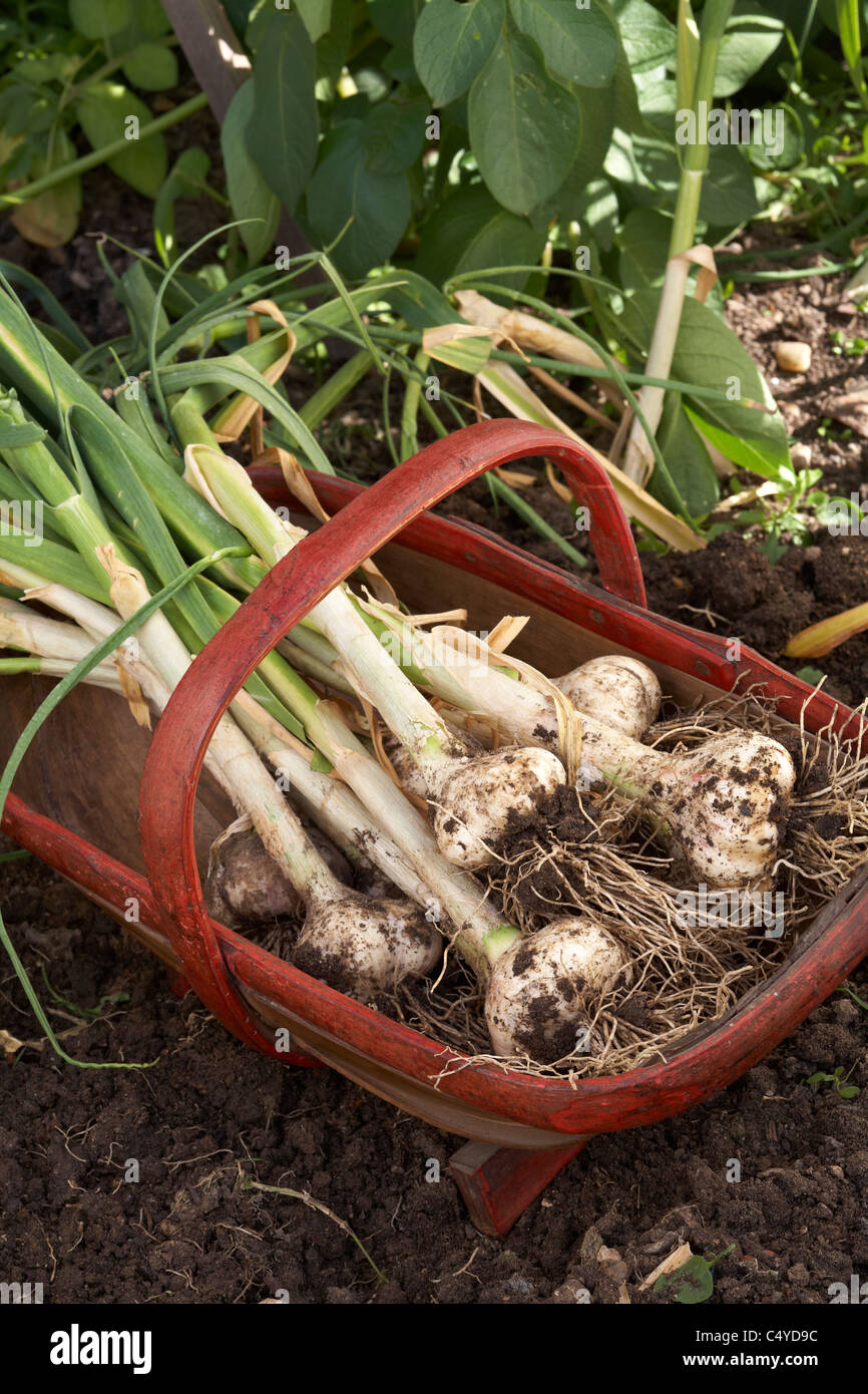 Newly lifted Garlic (Marco) in handmade wooden Sussex Trug Stock Photo ...