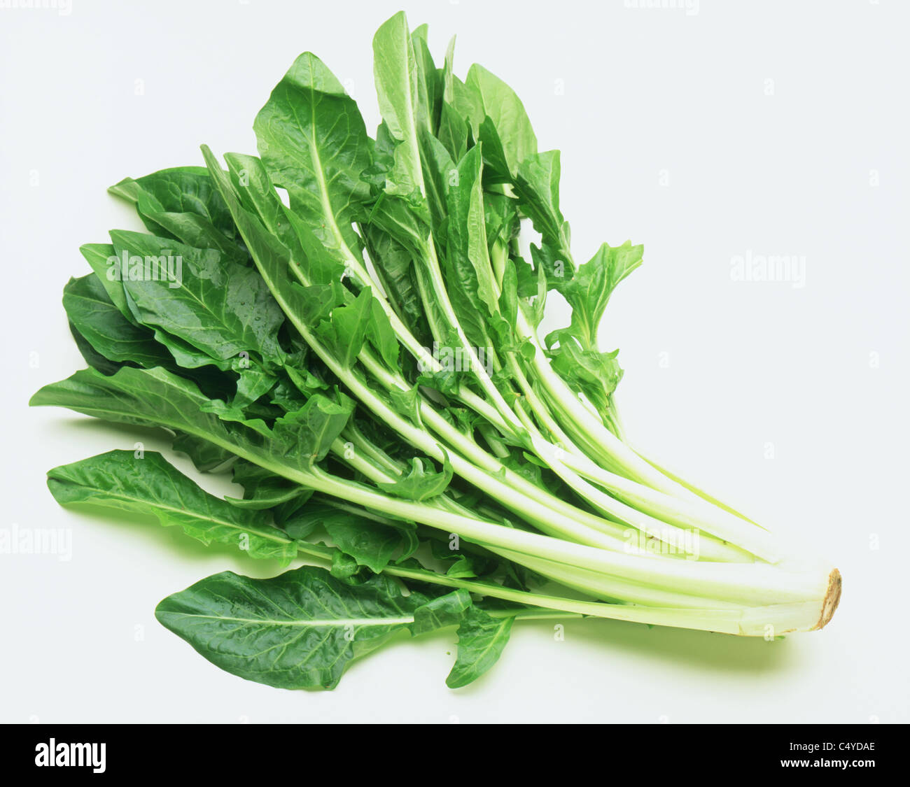 Dandelion salad cut hi-res stock photography and images - Alamy