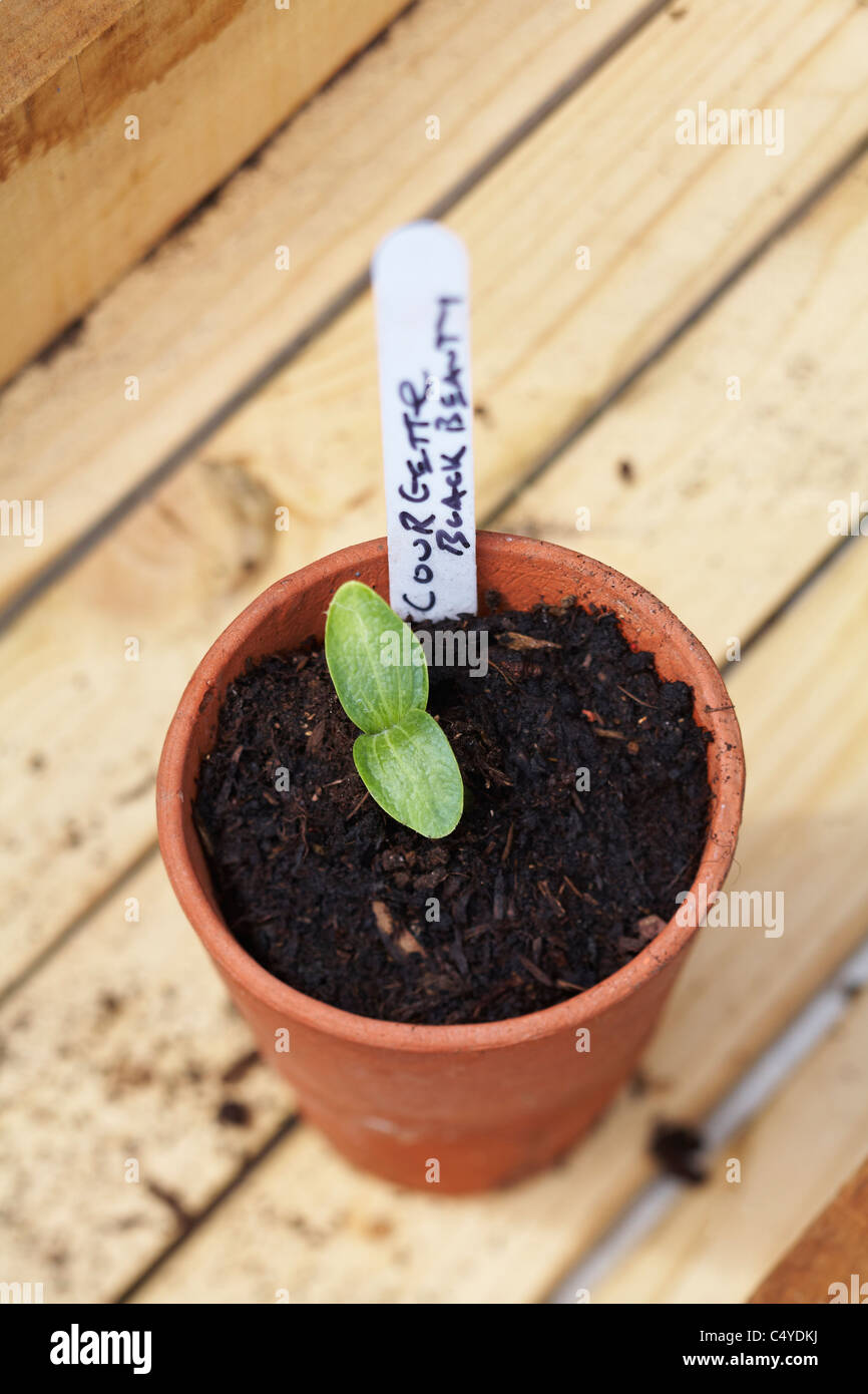 Courgette seedling hi-res stock photography and images - Alamy