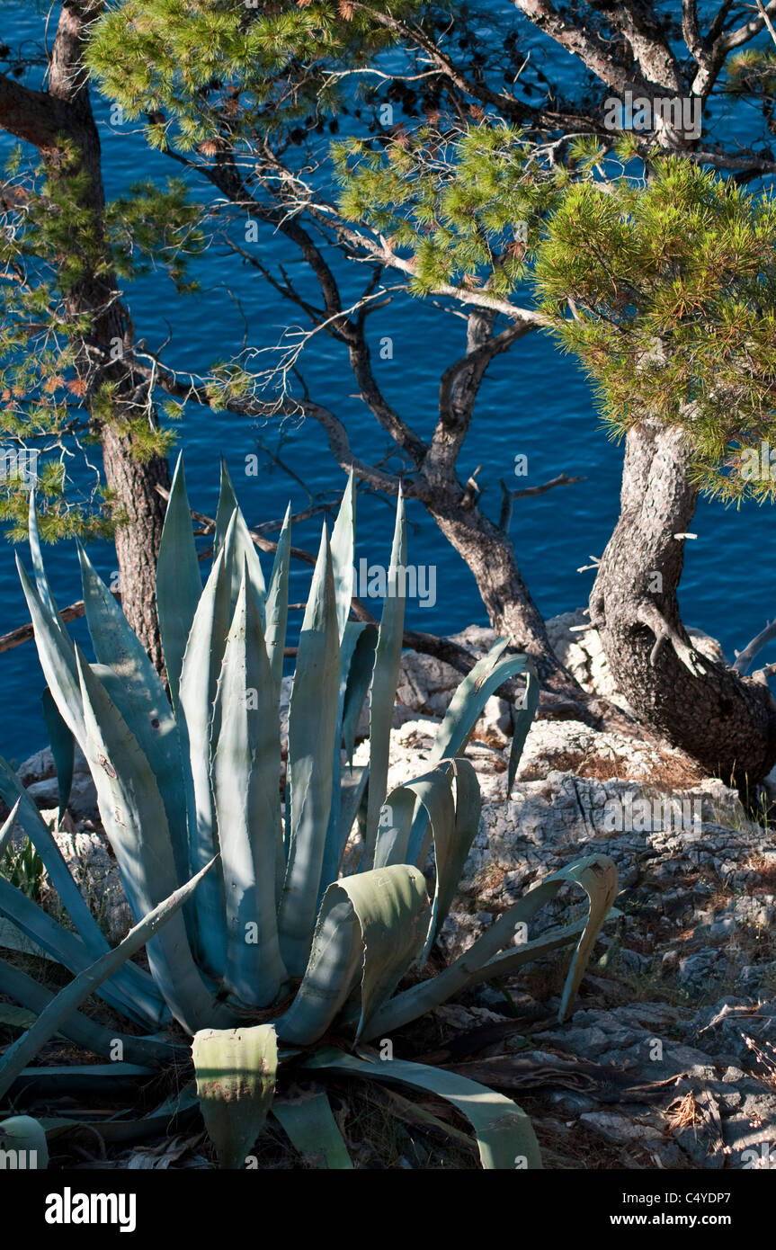 Agave plant and pine trees, Makarska, Croatia Stock Photo - Alamy