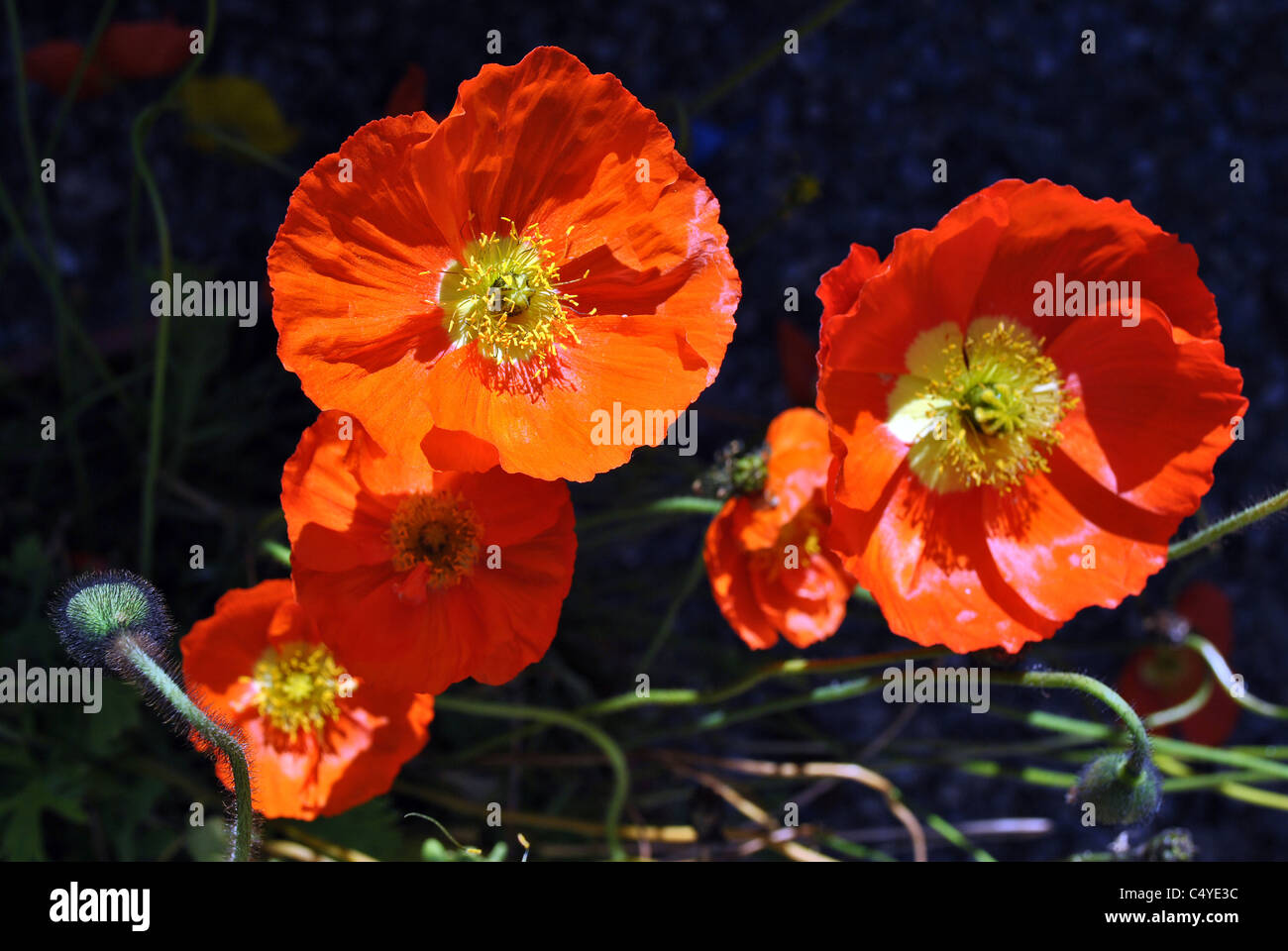 vivid bright orange poppies Stock Photo - Alamy