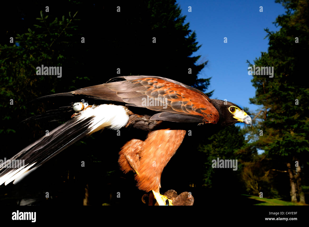 Monty "the HarrisHawk tethered to the keeper's glove at the Birds of ...