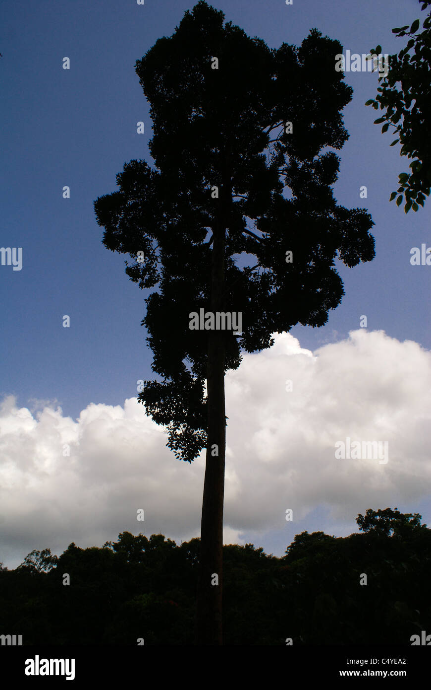 The tree of kerala hi-res stock photography and images - Alamy
