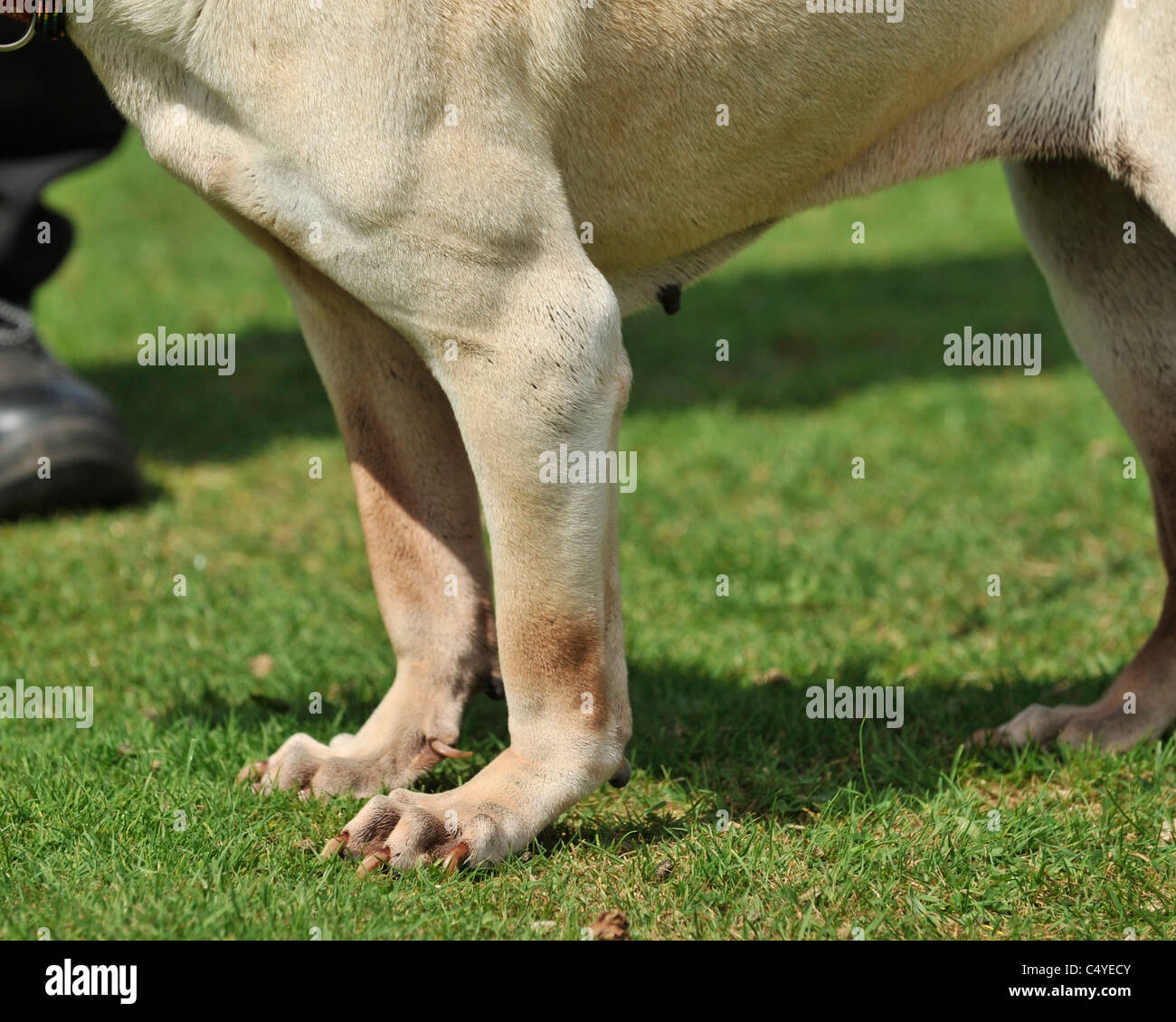 Rickets Disease High Resolution Stock Photography and Images - Alamy