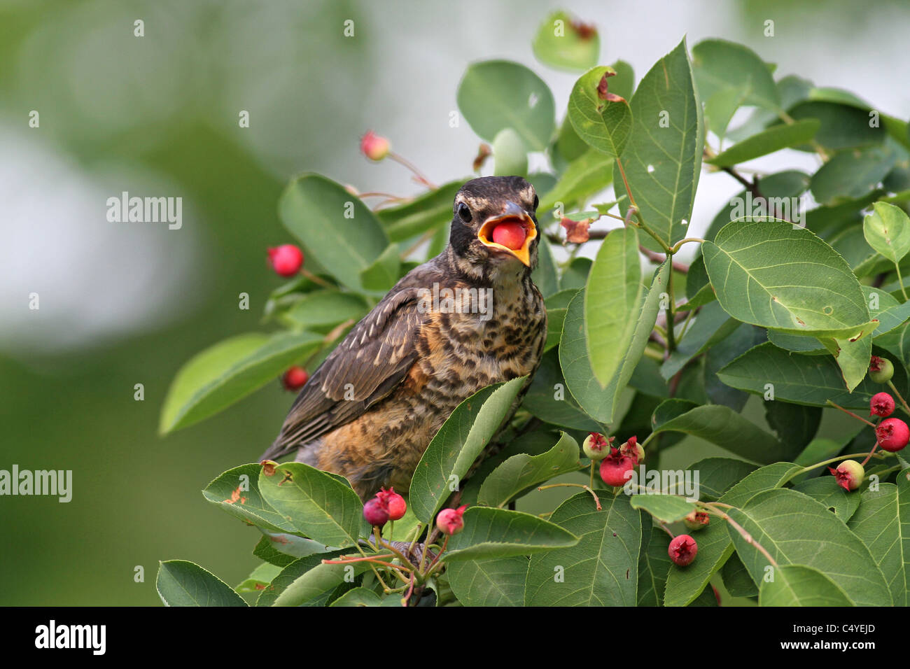American robin eating serviceberry Stock Photo - Alamy