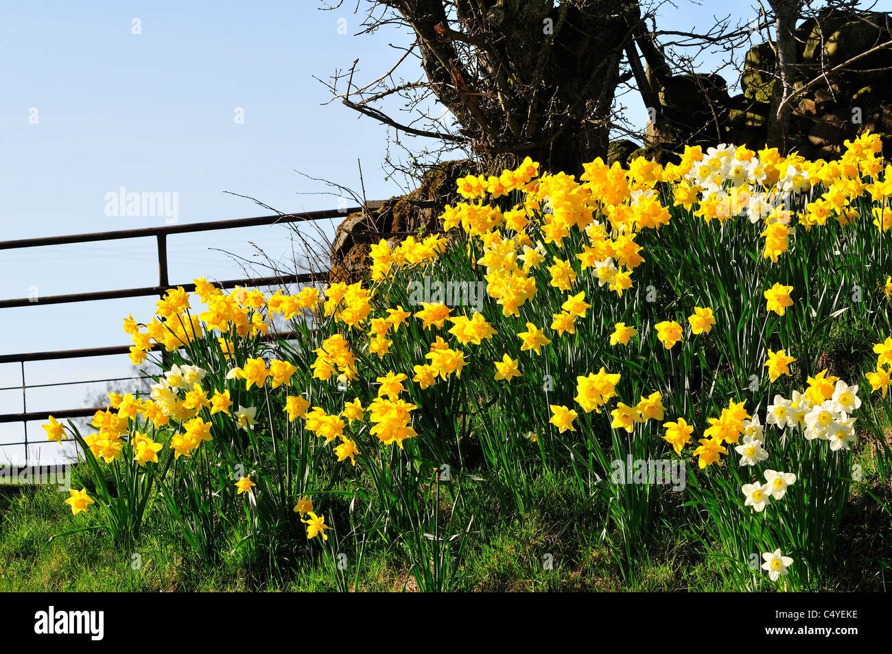 Daffodils growing wild hi-res stock photography and images - Alamy