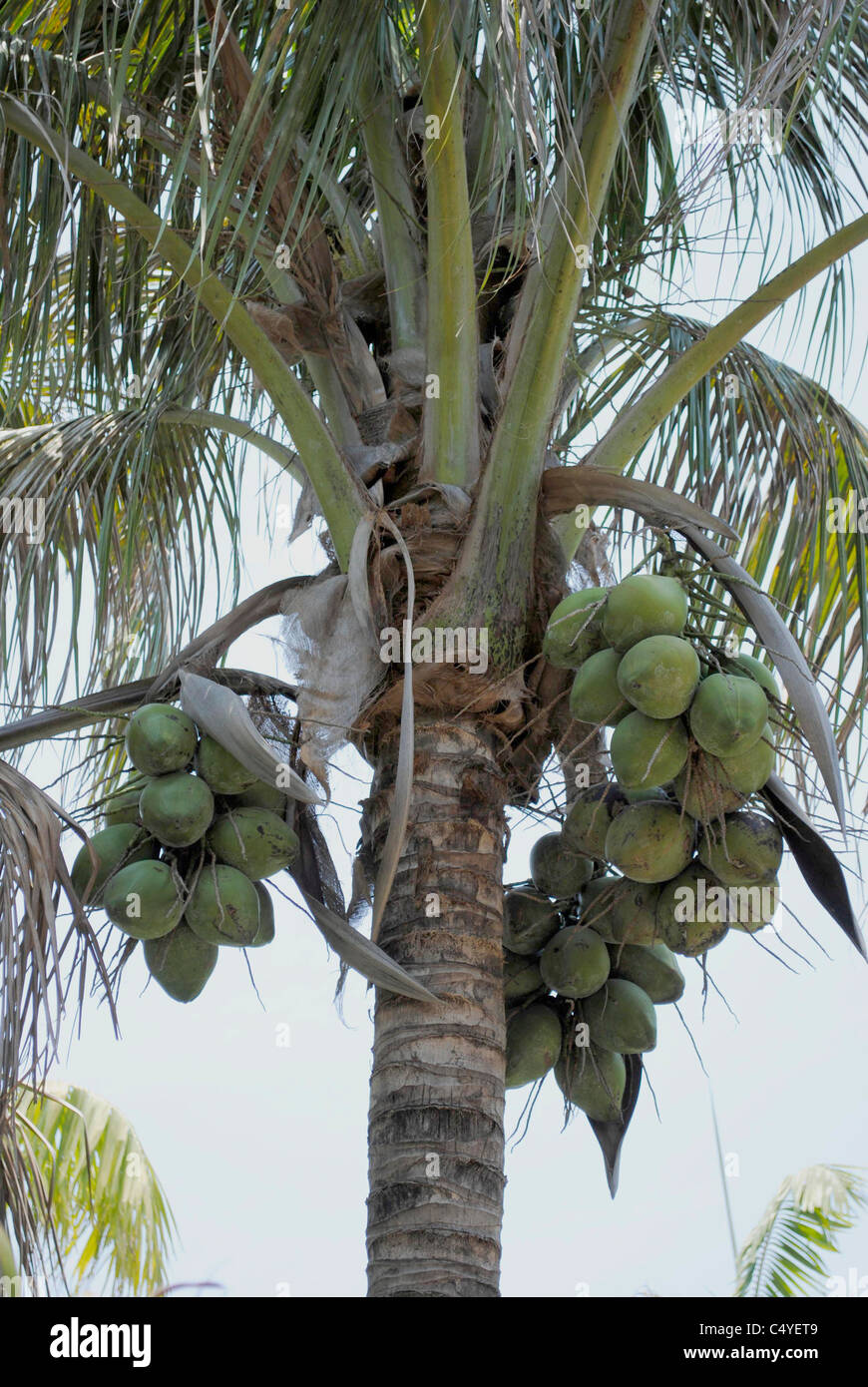 Coconuts, Latin name cocos nucifera Stock Photo - Alamy