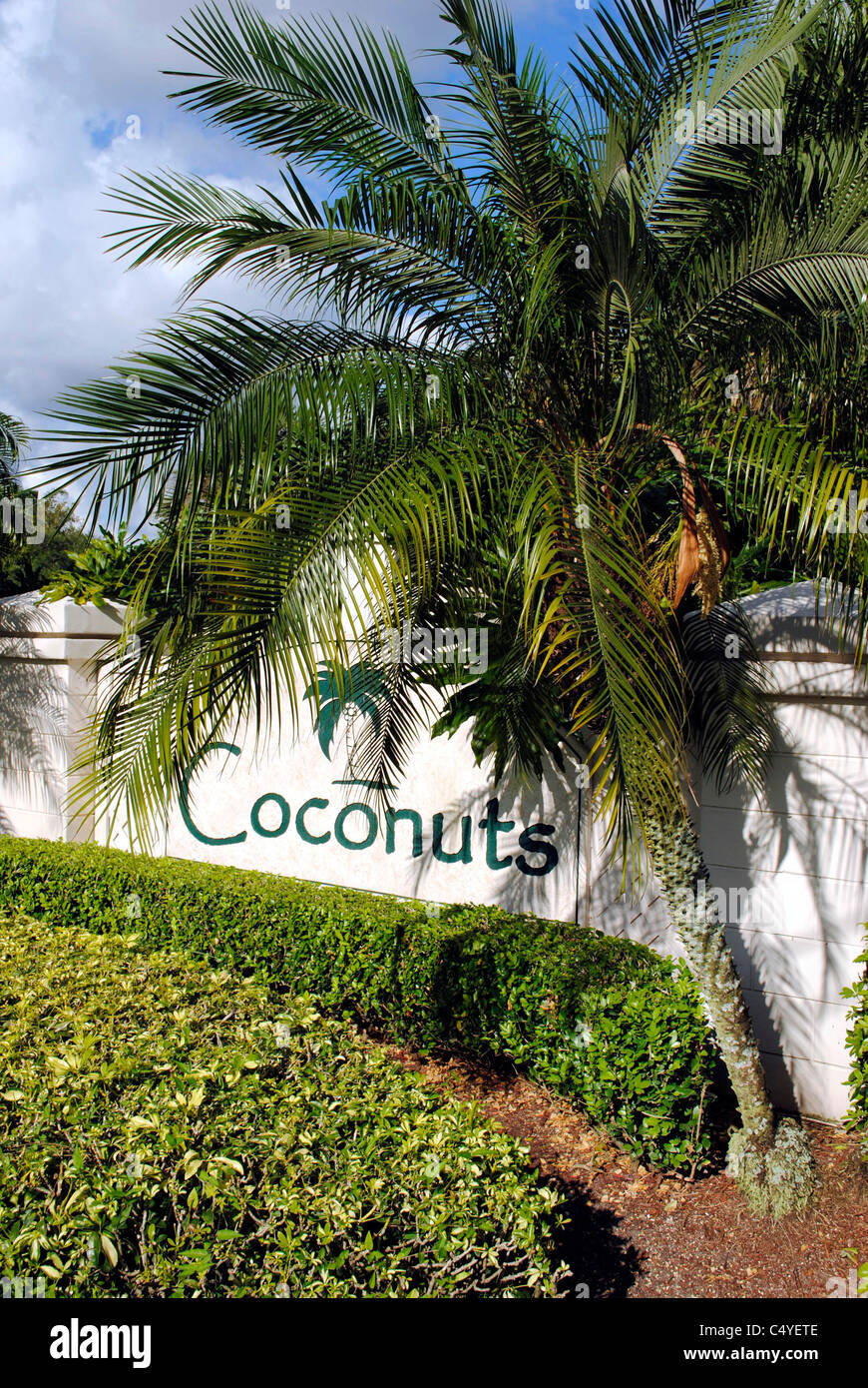 Coconuts Latin name cocos nucifera Stock Photo - Alamy