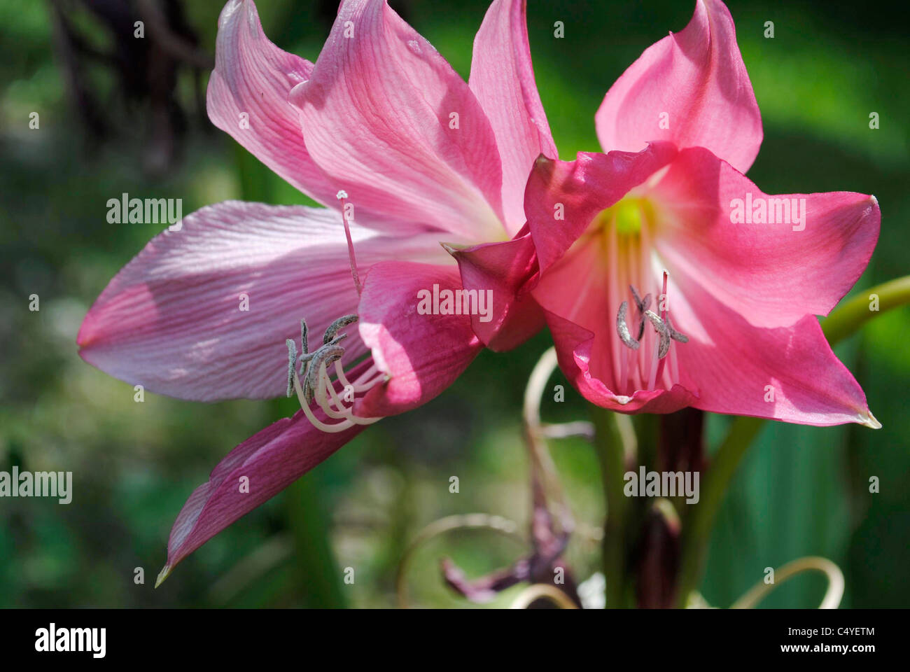 Crinum Lilly Florida hybrid Stock Photo - Alamy