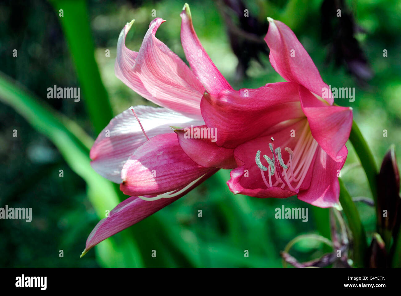 Crinum Lilly Florida hybrid Stock Photo - Alamy