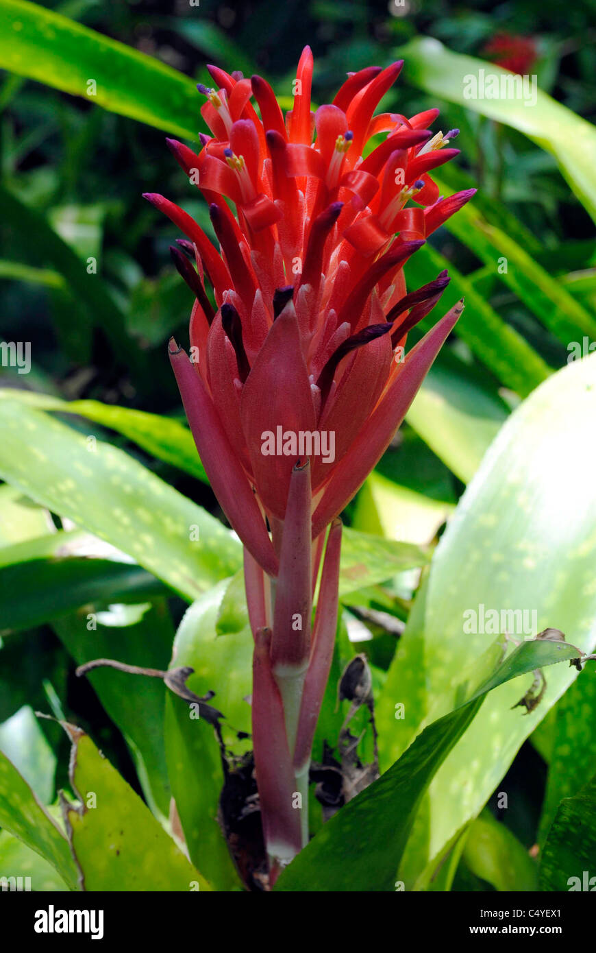 Etlingera elatior TORCH GINGER Stock Photo - Alamy