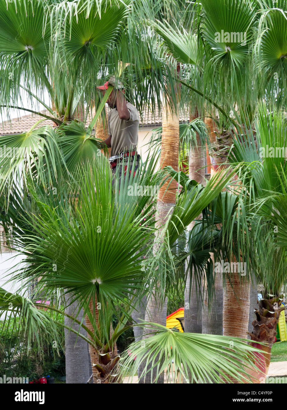 A man cutting or pruning palm trees on the Mediterranean island of ...