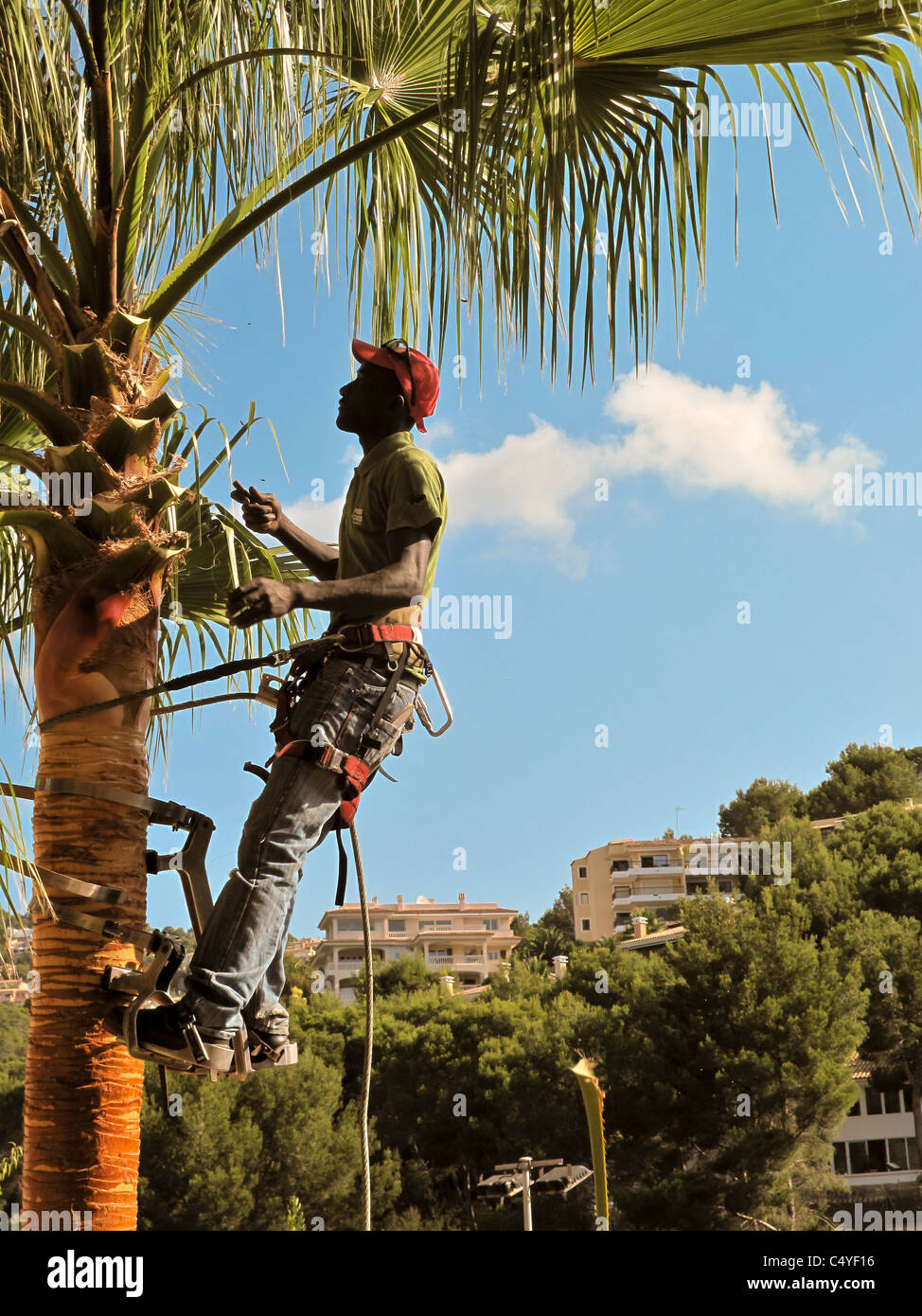 A man cutting or pruning palm trees on the Mediterranean island of ...