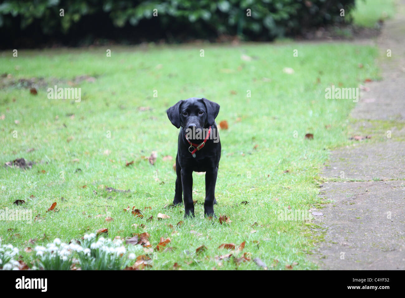 A black Labrador puppy staring into the camera Stock Photo - Alamy