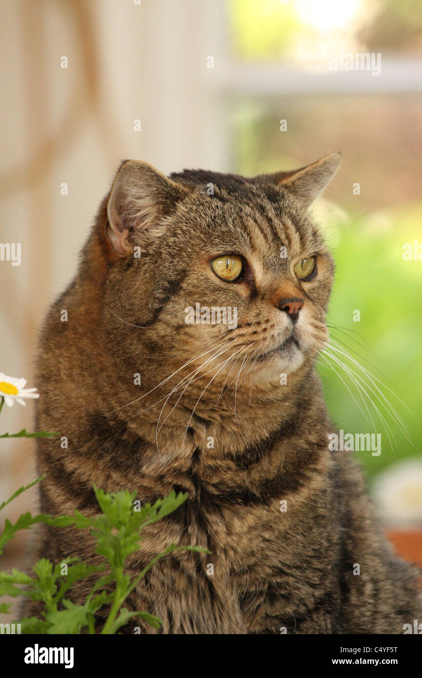 A brownish silver tabby tom cat Stock Photo - Alamy