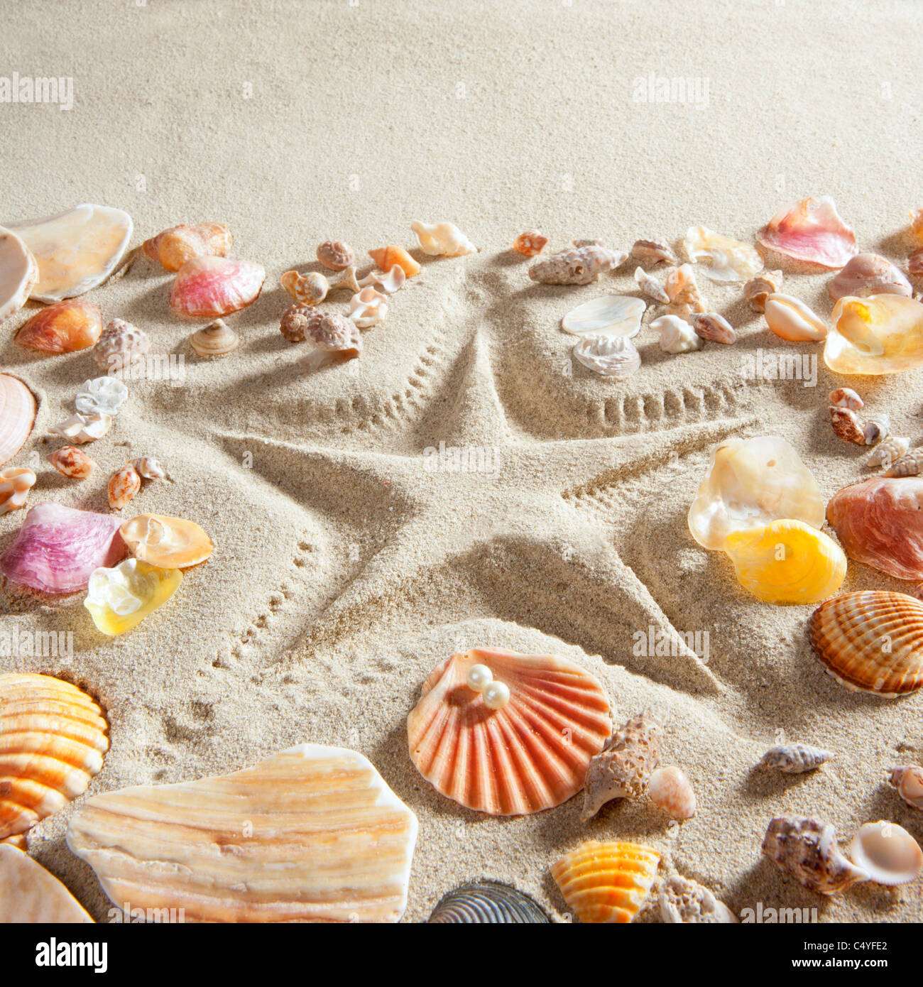 beach with starfish printed in white sand many clam shells as a summer ...