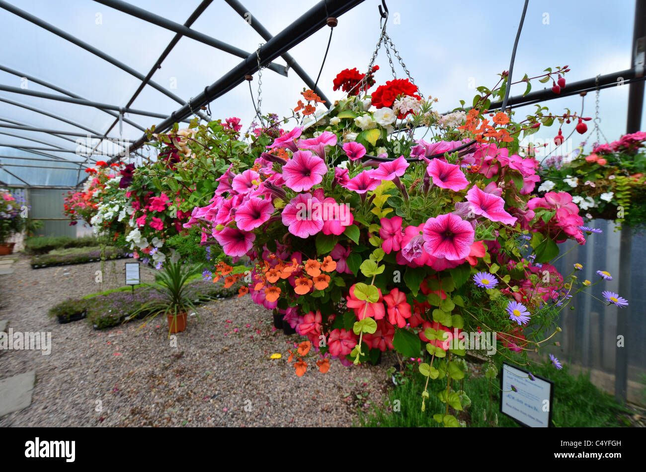 garden centre plants flowers for sale Stock Photo - Alamy