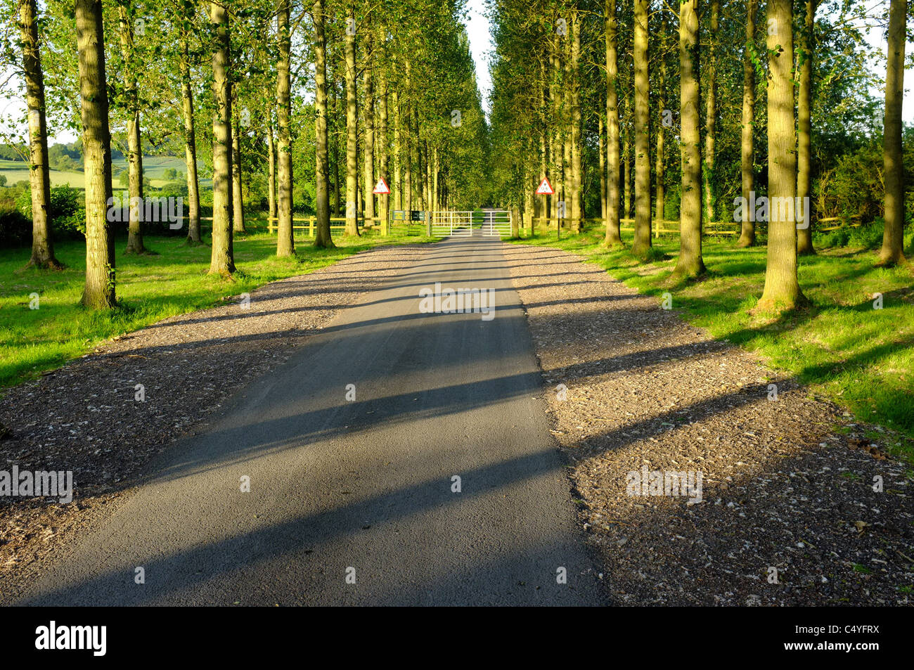road with trees Stock Photo - Alamy