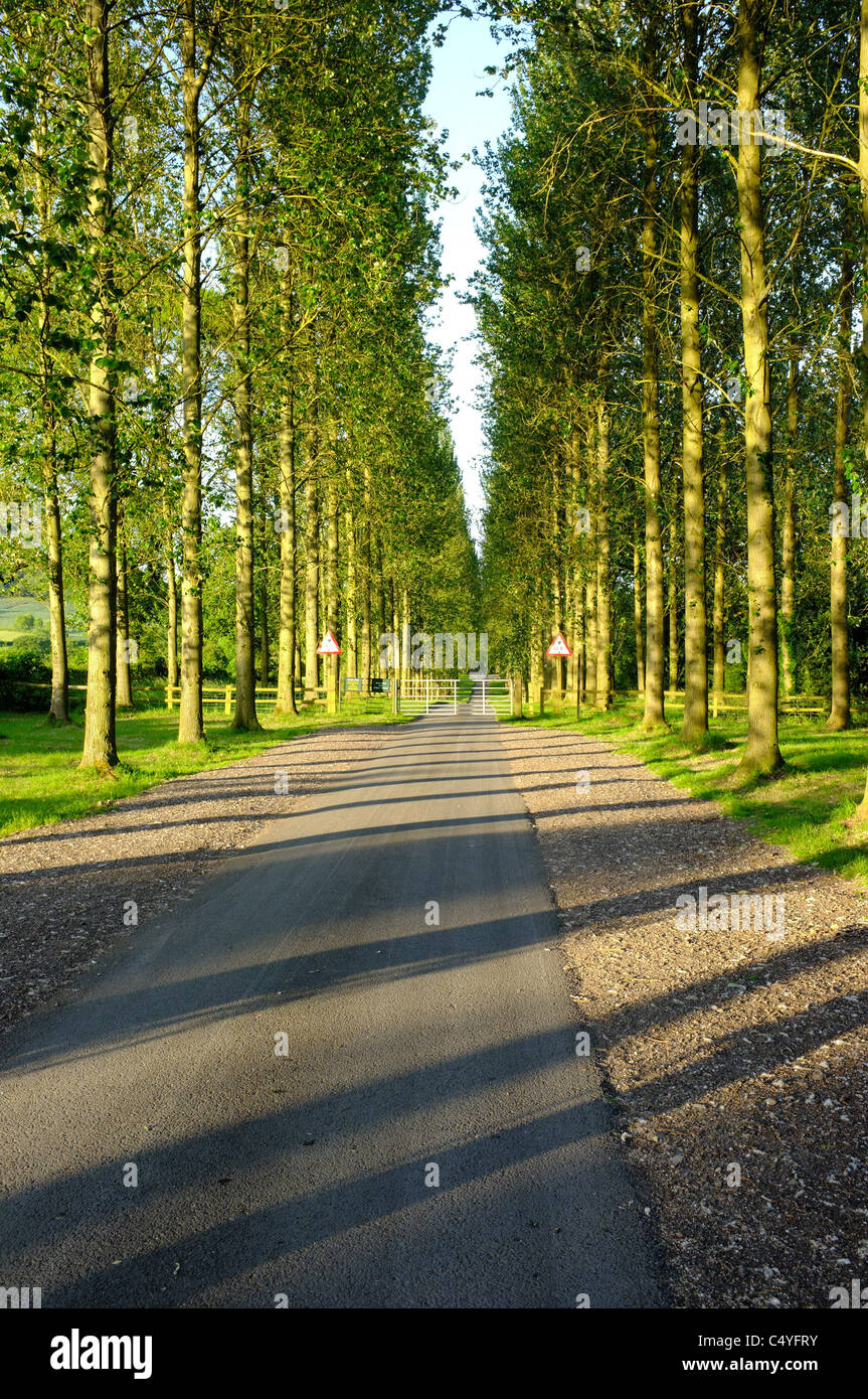 road with trees Stock Photo - Alamy