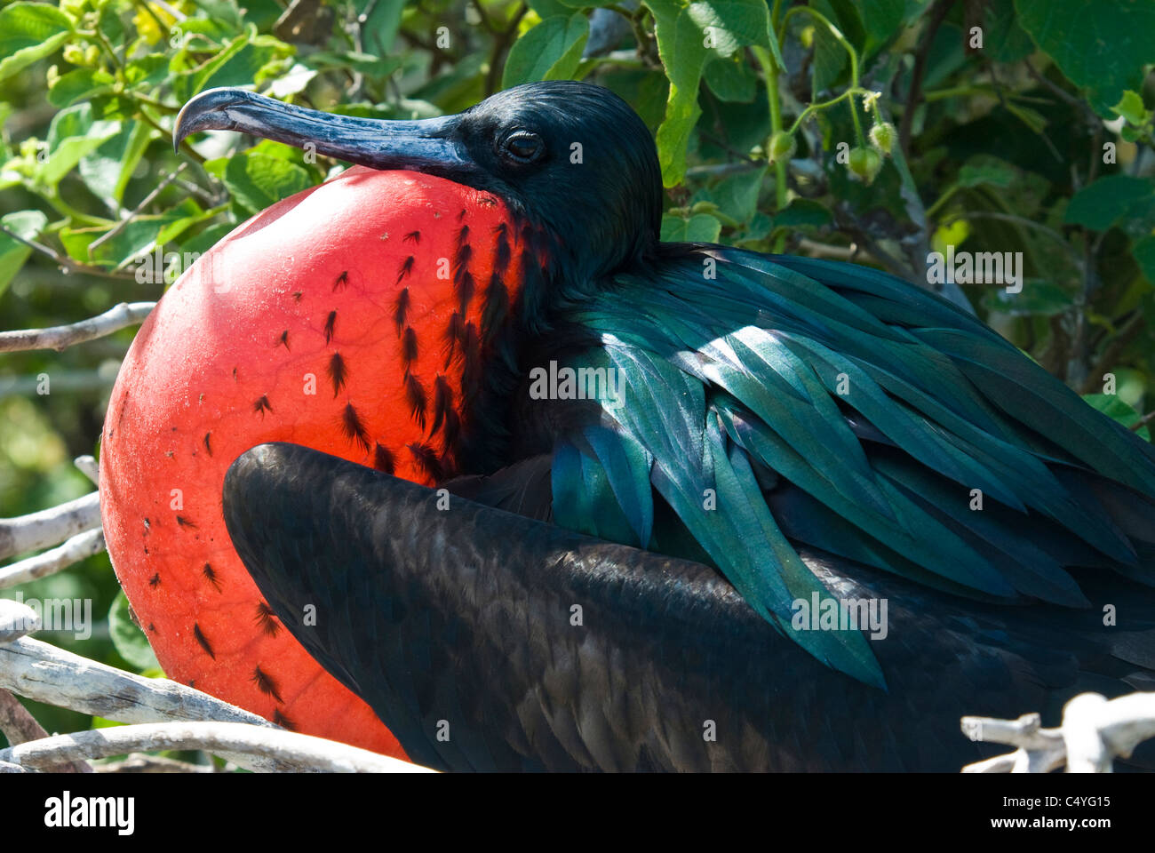 Frigatebird And Inflated Gular Sac High Resolution Stock Photography ...