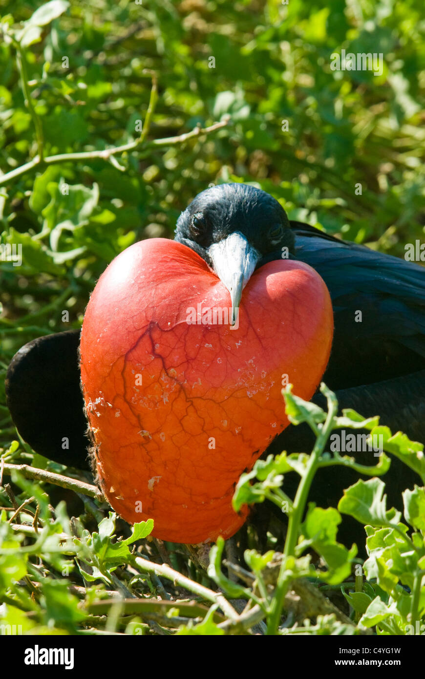 Male great frigatebird (Fregata minor) with inflated gular sac on ...
