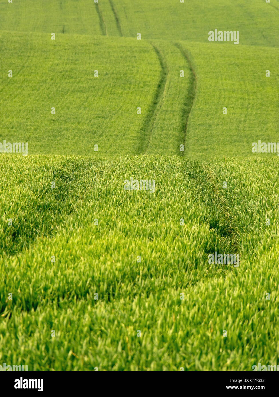 crops growing in a field Stock Photo - Alamy