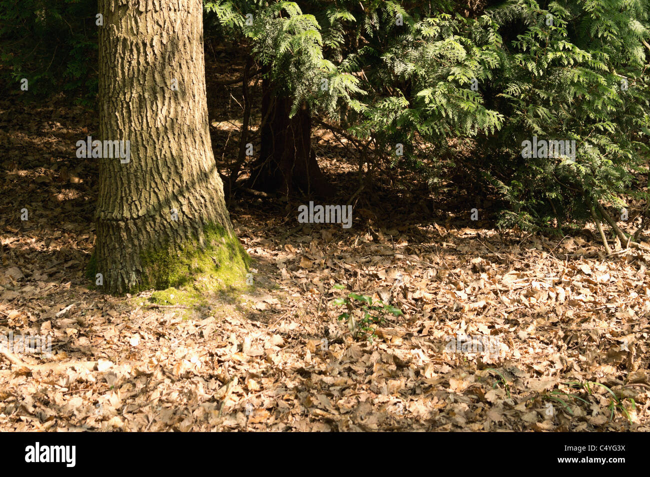 a trail and footpath in a forest Stock Photo - Alamy