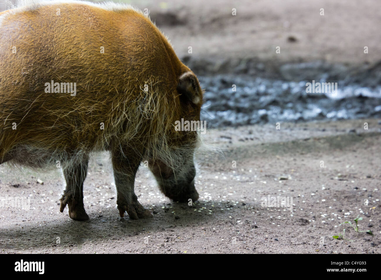 Boar river hi-res stock photography and images - Alamy