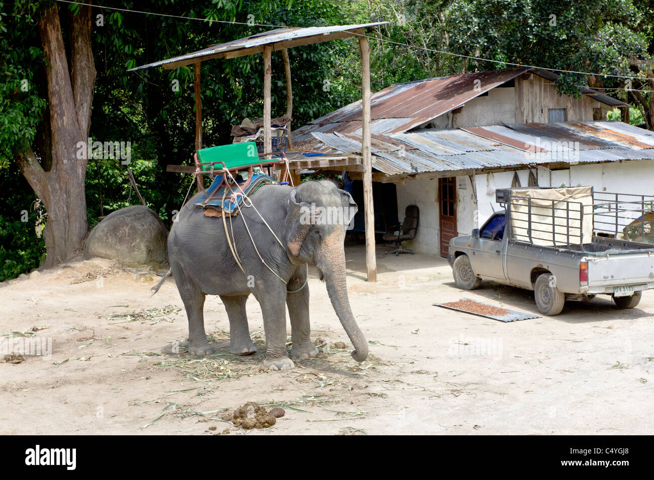 Work elephant hi-res stock photography and images - Alamy