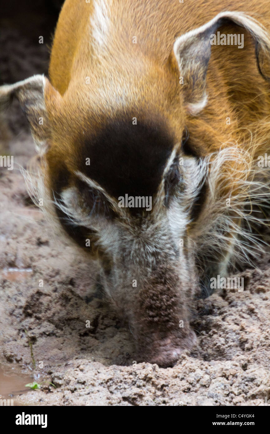 Red river wild boar hi-res stock photography and images - Alamy