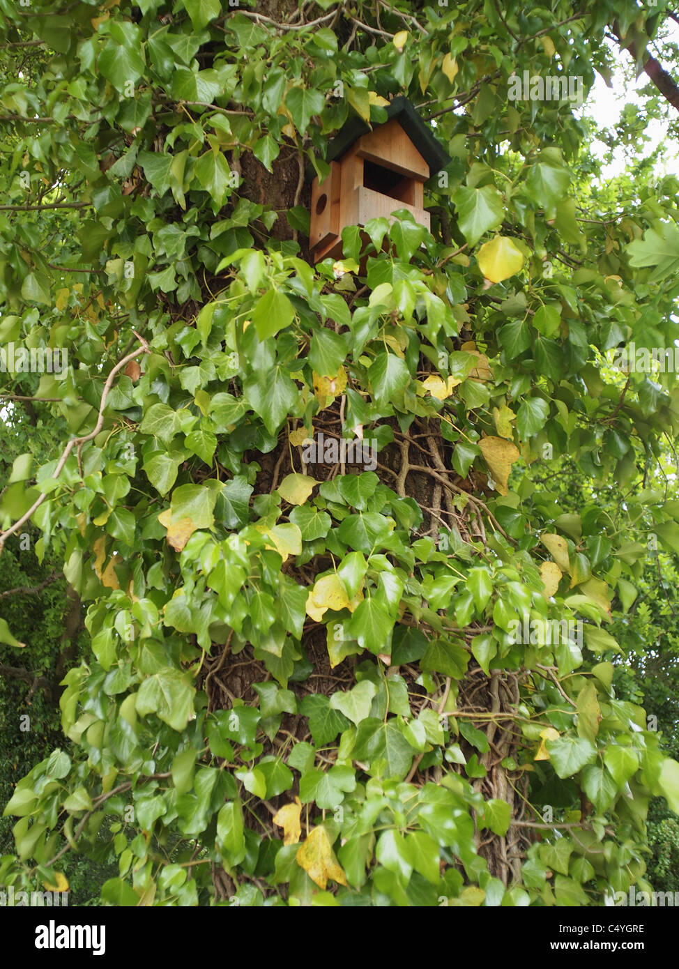 A bird house on a tree Stock Photo - Alamy