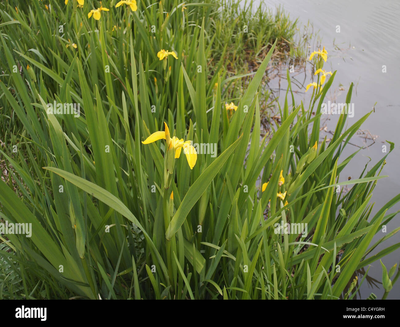 Lake flower hi-res stock photography and images - Alamy