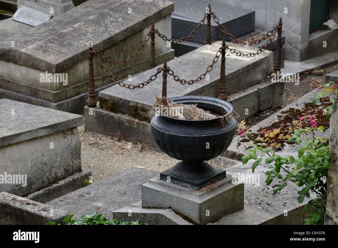 A stray cat makes its bed in an empty vase among the tombs in ...