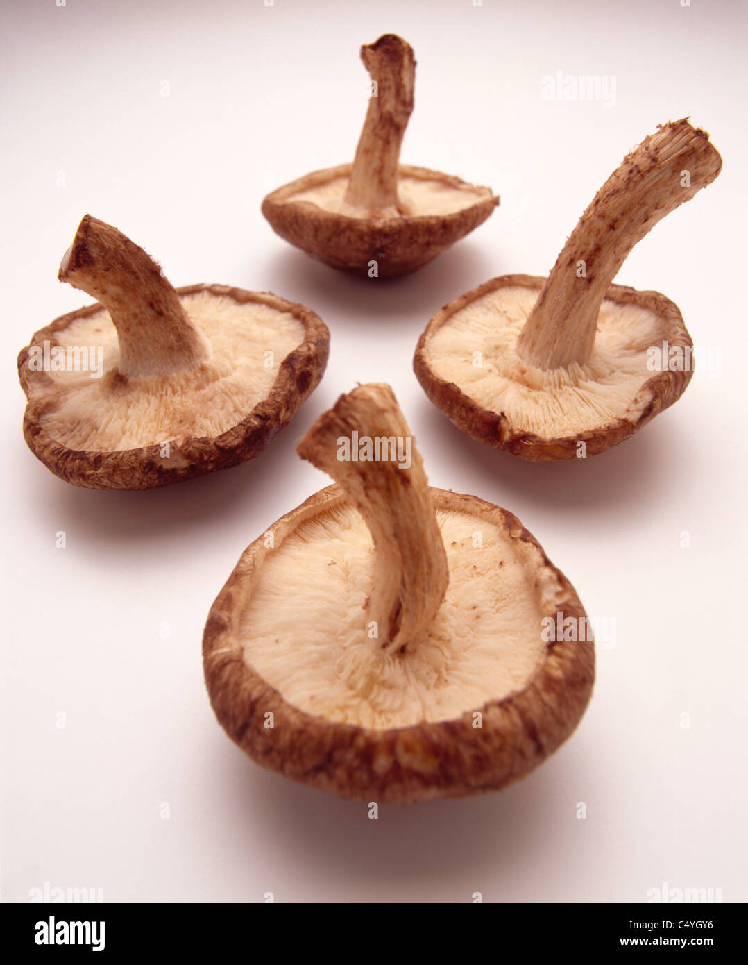 Four fungi hi-res stock photography and images - Alamy